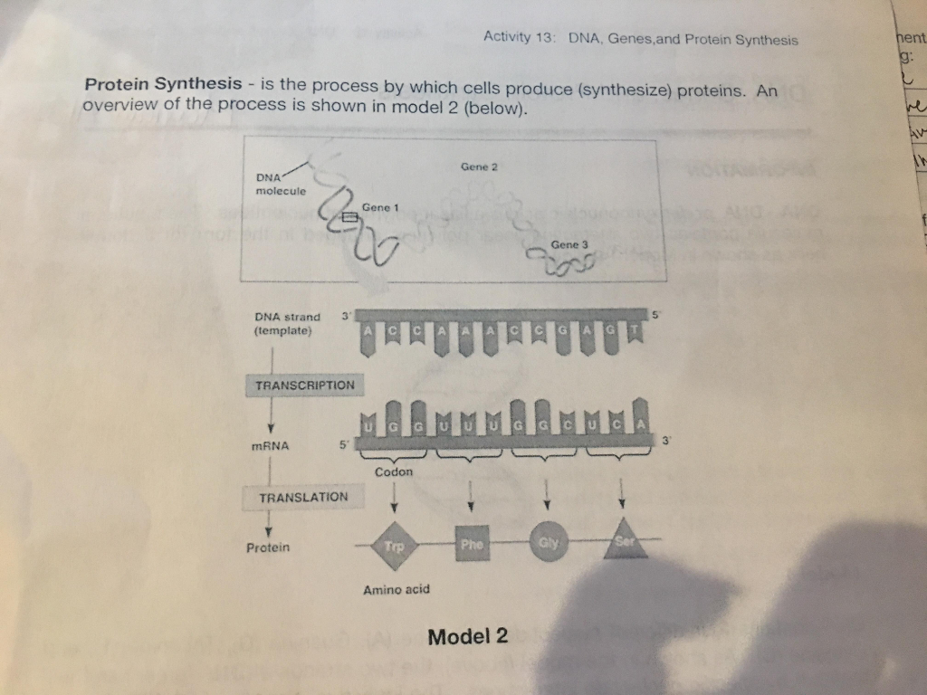 Solved Activity 13 DNA, Genes,and Protein Synthesis 5. | Chegg.com