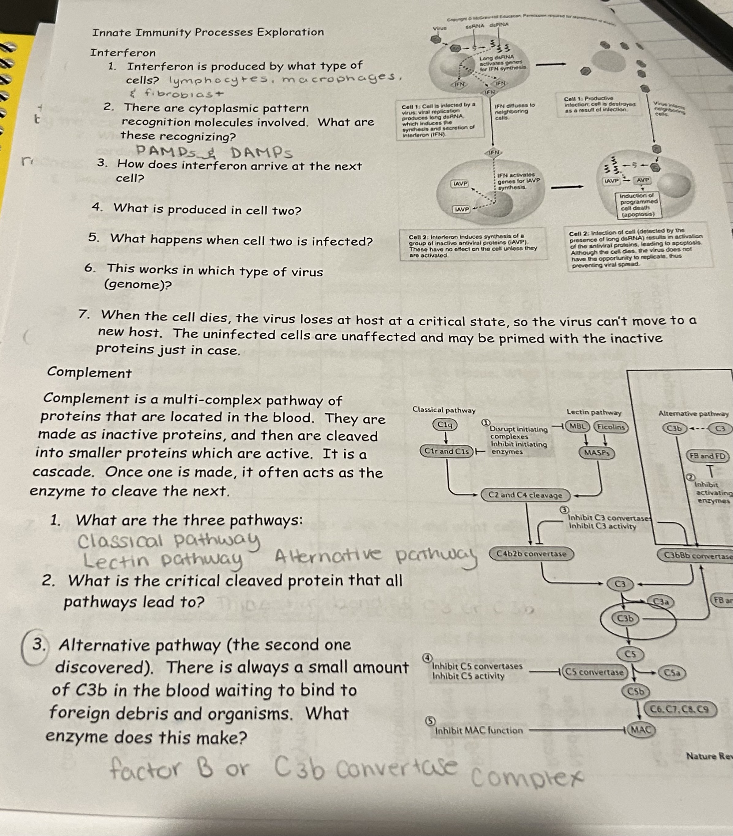 Solved Innate Immunity Processes ExplorationInterferon2) | Chegg.com