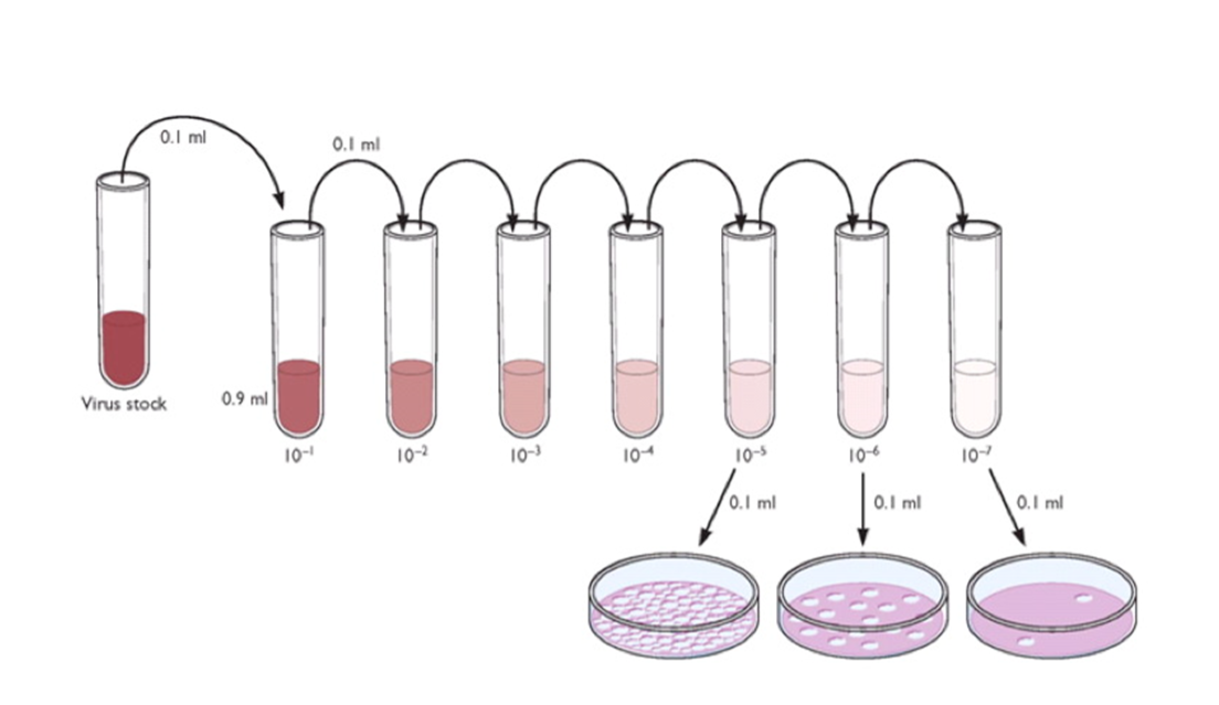 Solved Calculate how many PFU/mL is in the virus | Chegg.com