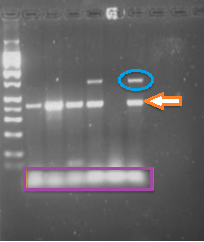 Solved PCR troubleshooting PCR reaction performed on a gene | Chegg.com