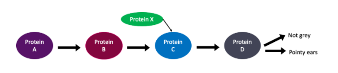 Solved Protein X Not grey Protein A Protein B 1 Protein с | Chegg.com