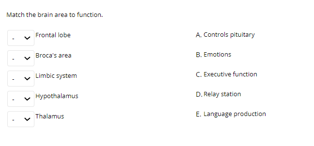 Solved Match the brain area to function. Frontal lobe A. | Chegg.com