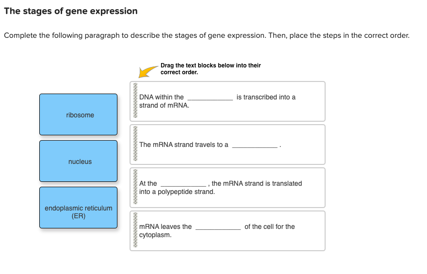 Solved The stages of gene expression Complete the following | Chegg.com