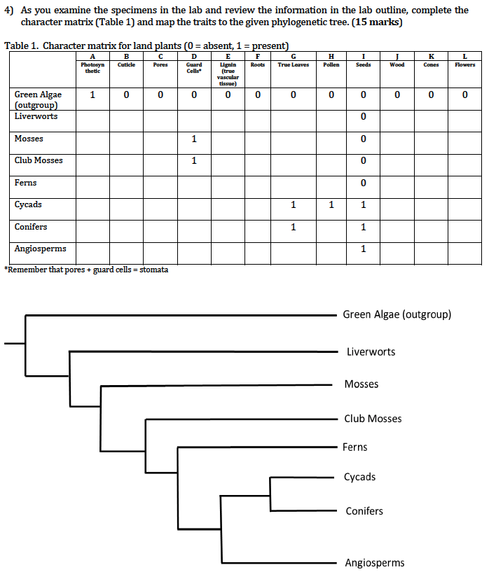 Solved 4) As you examine the specimens in the lab and review | Chegg.com