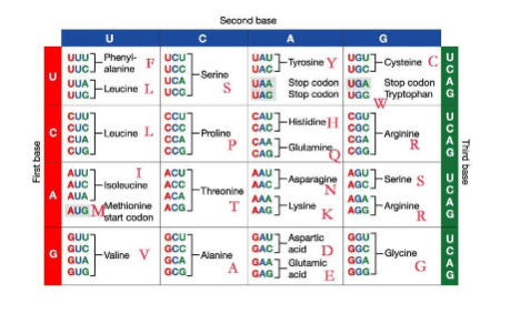 Solved Convert the following sequence of DNA into RNA and | Chegg.com