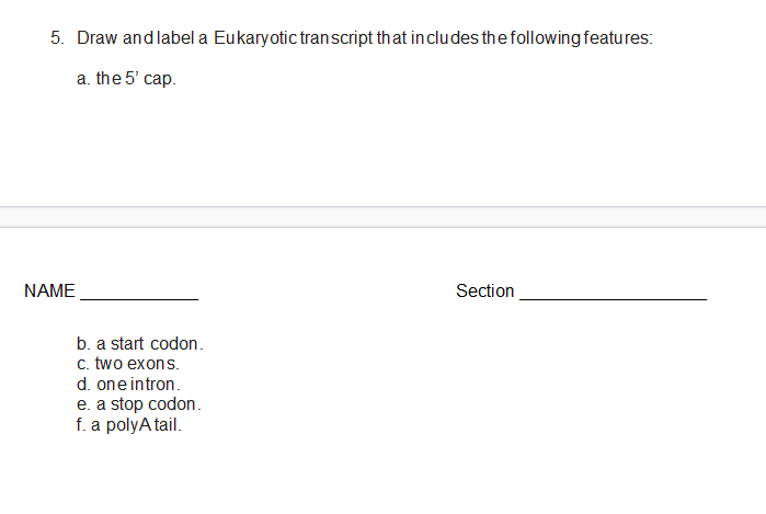 Solved 5. Draw and label a Eukaryotic transcript that | Chegg.com