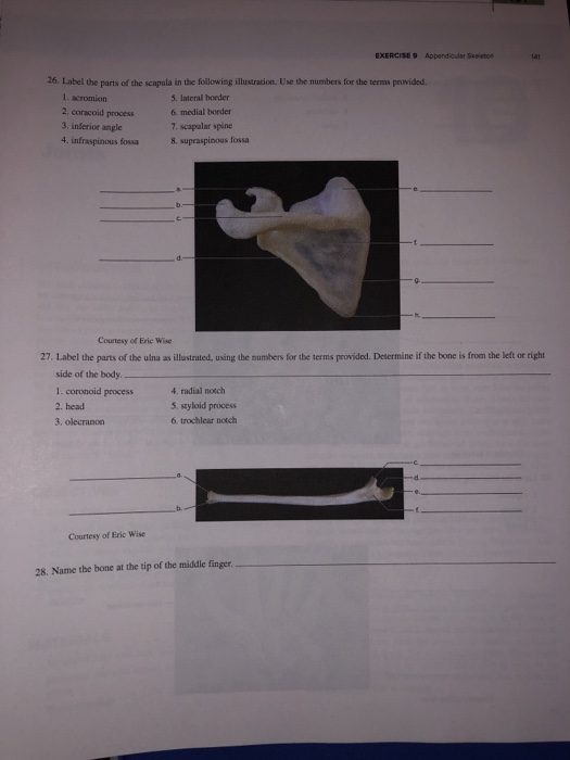 Solved XERCISE 9 Appendicular Sceleto 26. Label the parts of | Chegg.com Solved XERCISE 9 Appendicular Sceleto 26. Label the parts of | Chegg.com