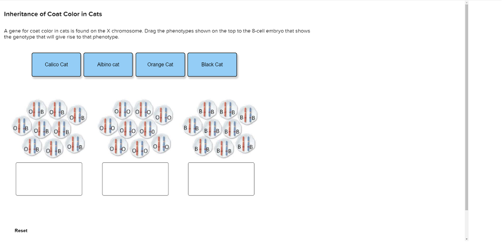 Solved Inheritance of Coat Color in Cats A gene for coat | Chegg.com