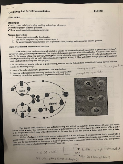 Solved Cell Biology Lab 6: Cel Communication Fall 2019 Your | Chegg.com