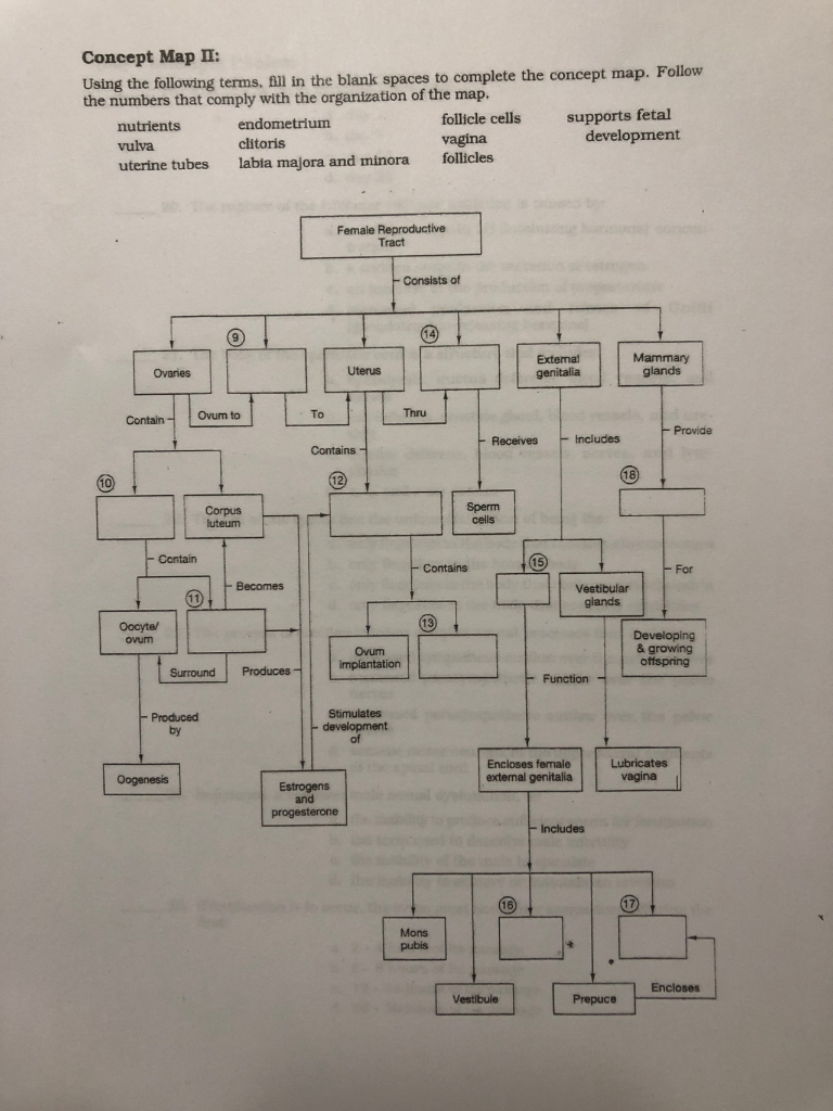 Solved Concept Map II: Using the following terms, fill in | Chegg.com