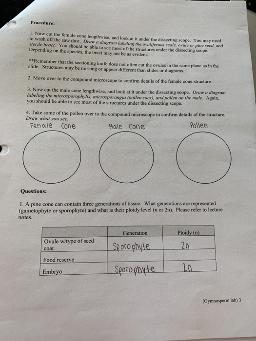Solved Procedure: 1. Now cut the female cone lengthwise, and | Chegg.com