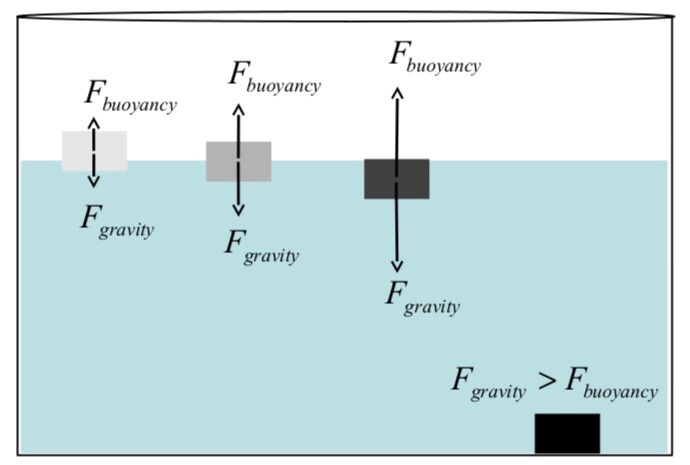 Solved buoyancy buoyancy buoyancy gravity F gravity gravity | Chegg.com