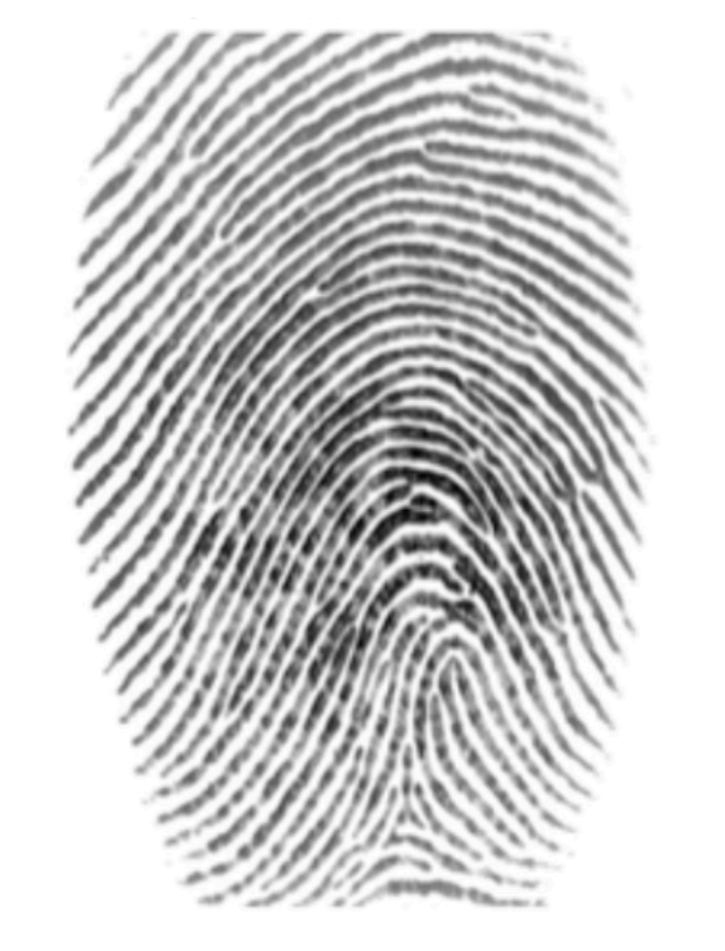 Instruction:1. Examine the fingerprint (Figure 1) | Chegg.com