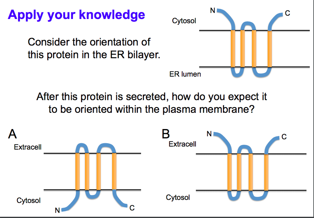 Solved Apply your knowledge Cytosol Consider the orientation | Chegg.com