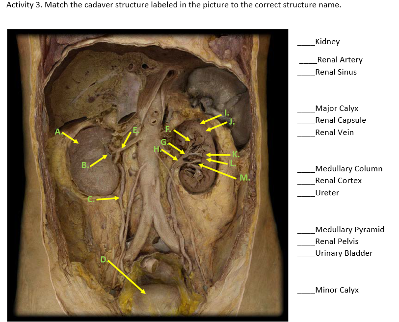 Urinary Bladder Anatomy Cadaver