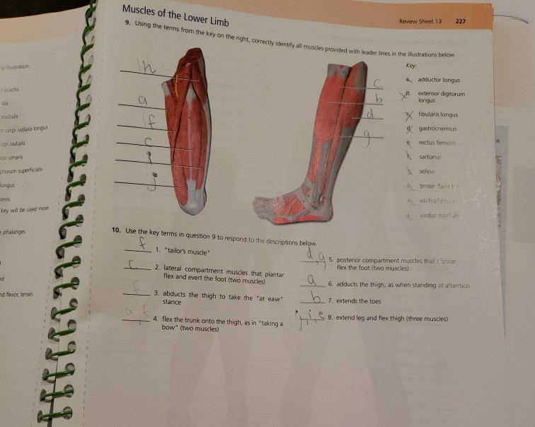 Solved Muscles of the Lower Limb Review Sheet 13227 9. Using | Chegg.com