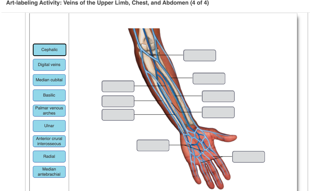 Solved Art-labeling Activity: Veins of the Upper Limb, | Chegg.com