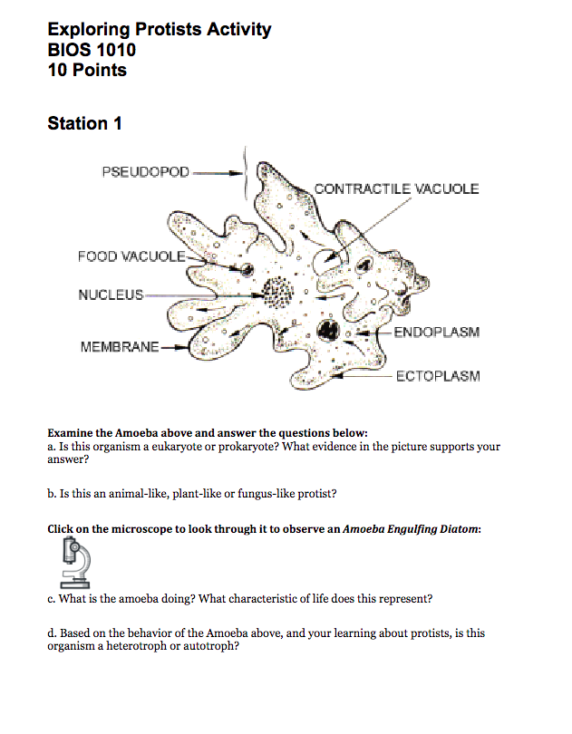Solved Exploring Protists Activity BIOS 1010 10 Points | Chegg.com