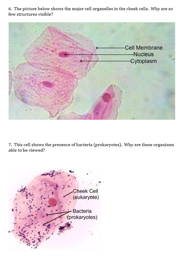 Solved 6. The picture below shows the major cell organelles | Chegg.com