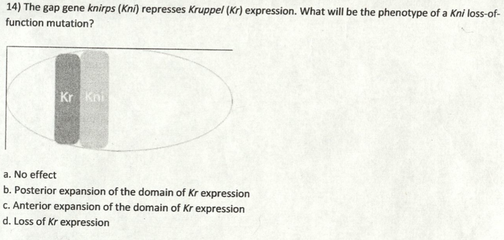 Solved 14) The gap gene knirps (Kni) represses Kruppel (Kr) | Chegg.com