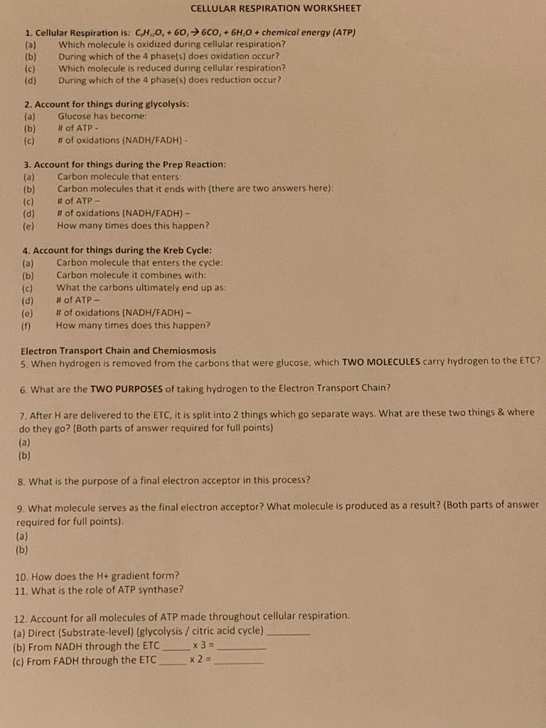 Solved CELLULAR RESPIRATION WORKSHEET 1. Cellular | Chegg.com