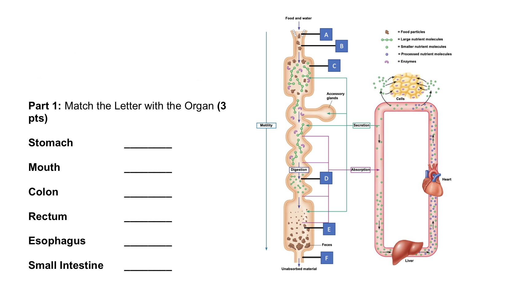 Solved Part 1: Match the Letter with the Organ (3 pts) | Chegg.com
