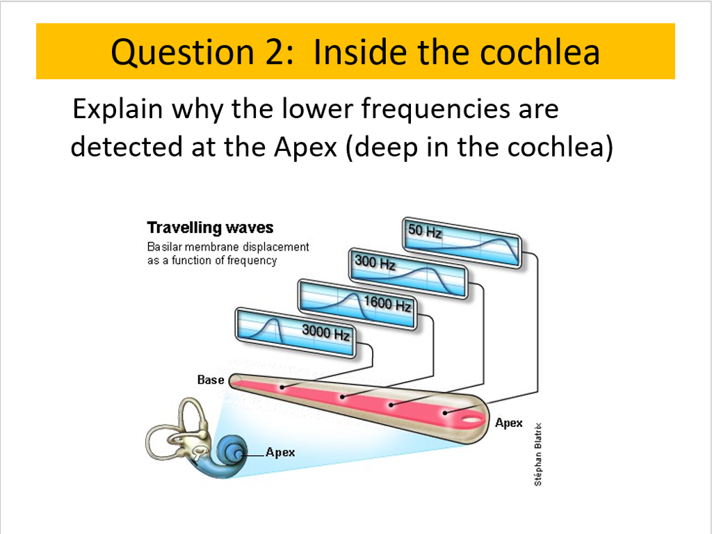 Solved Question 2: Inside the cochlea Explain why the lower | Chegg.com