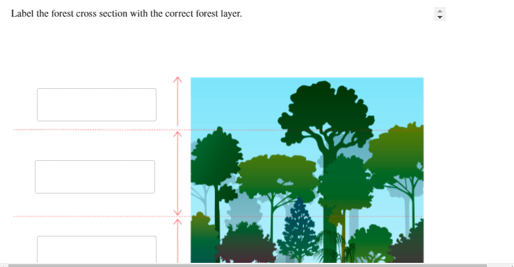 Solved Label the forest cross section with the correct | Chegg.com