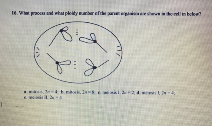 Solved Please explain how to know what the ploidy of the | Chegg.com