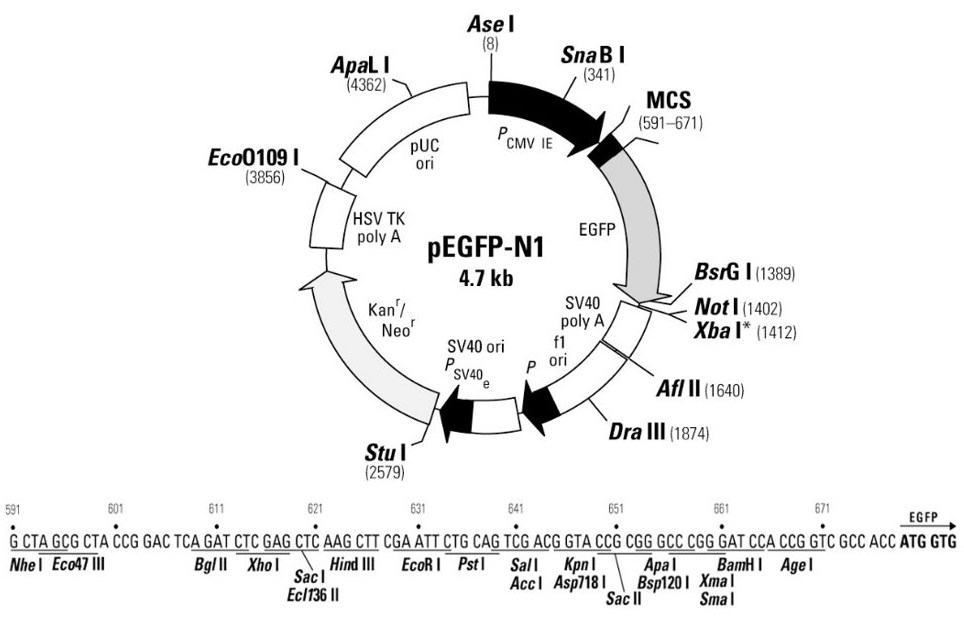 Analyze the map of the pEGFP-N1 vector, and | Chegg.com