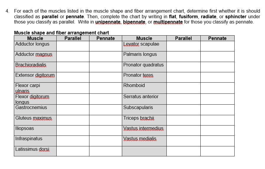 Solved 4. For each of the muscles listed in the muscle shape | Chegg.com