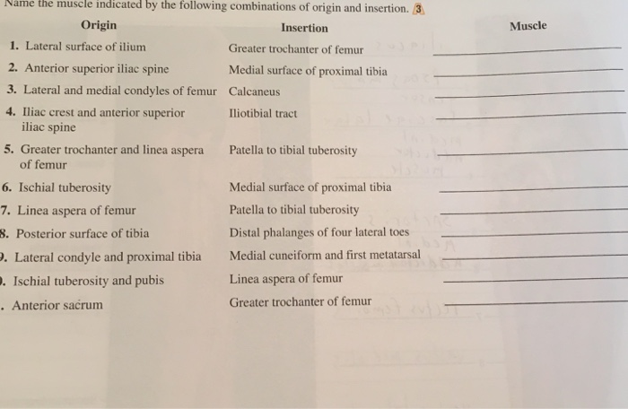 Solved Name the muscle indicated by the following | Chegg.com