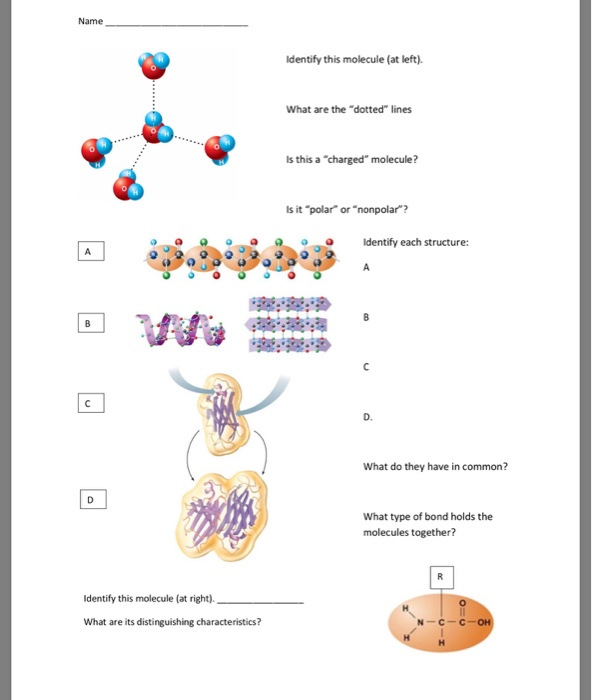 Solved Name Identify this molecule (at left). What are the | Chegg.com
