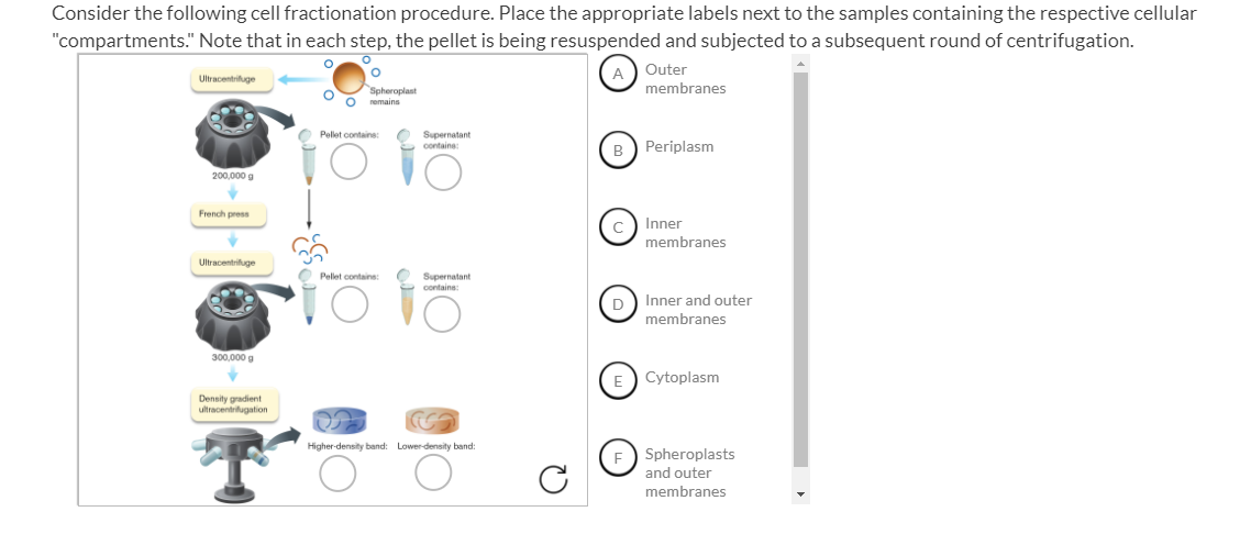 Solved Consider the following cell fractionation procedure. | Chegg.com