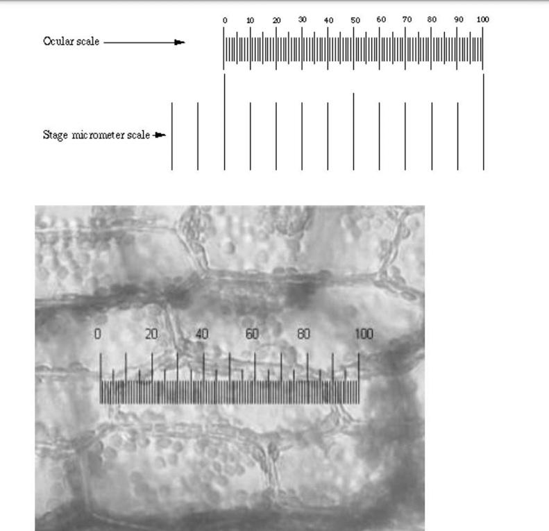 Solved a) what is one ocular division in micrometers? b) | Chegg.com