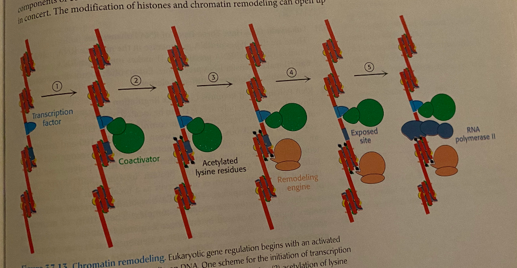 Solved 1. The transcription initiation complex of | Chegg.com
