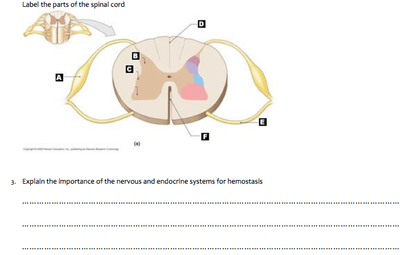 Solved 1) What is the main purpose of the | Chegg.com