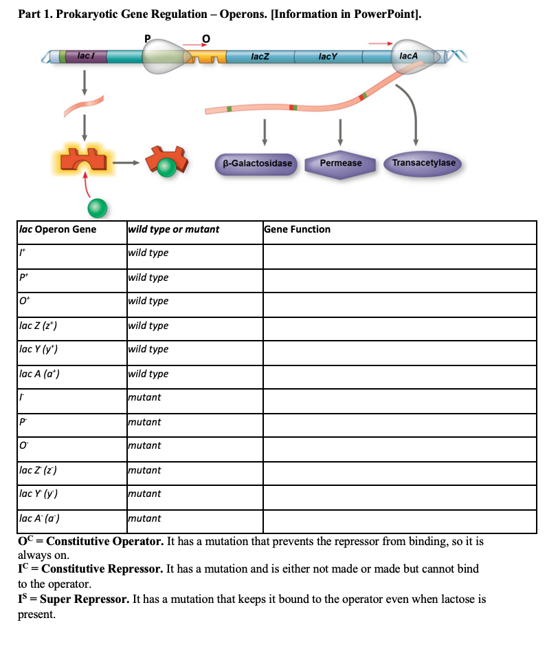 Solved Part 1. Prokaryotic Gene Regulation - Operons. | Chegg.com