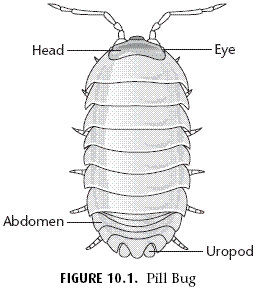 Solved 1. Label on isopod diagram the coronal plane, | Chegg.com