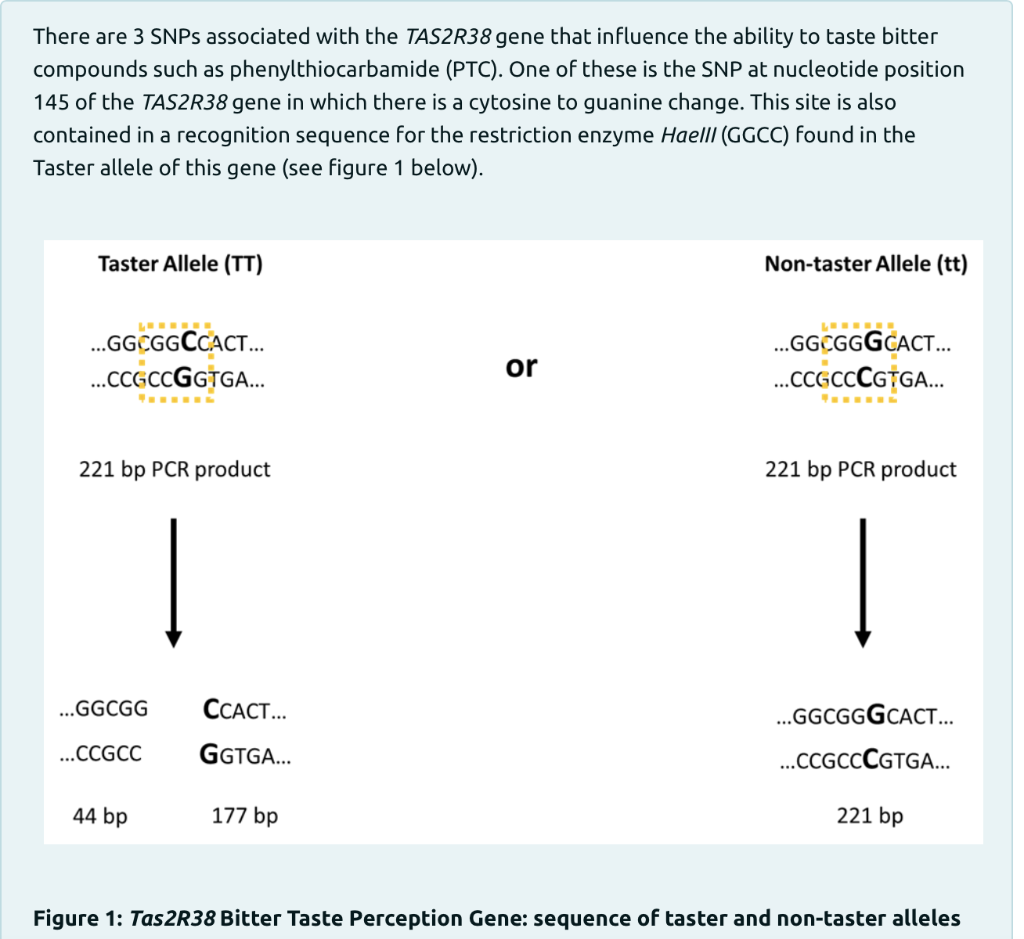 Solved There are 3 SNPs associated with the TAS2R38 gene | Chegg.com