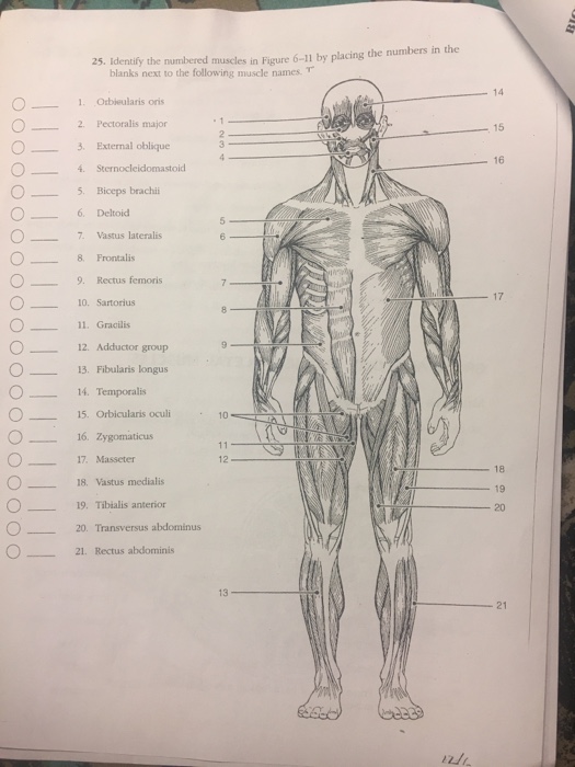 Chapter 6 The Muscular System Answers GustavoGargiulo Free Scientific