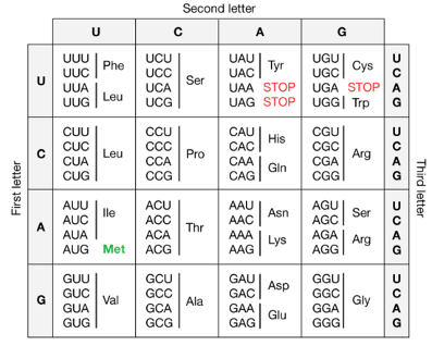 Solved A. Using the genetic code table as a guide, translate | Chegg.com