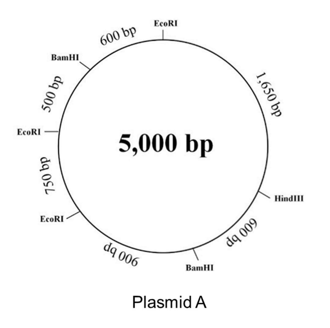 Solved Single RE digestion Single digestion (ul) 5 Reagent | Chegg.com
