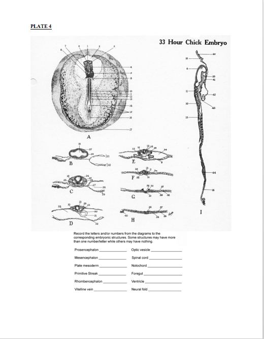 PLATE 4 33 Hour Chick Embryo Record the letters and | Chegg.com