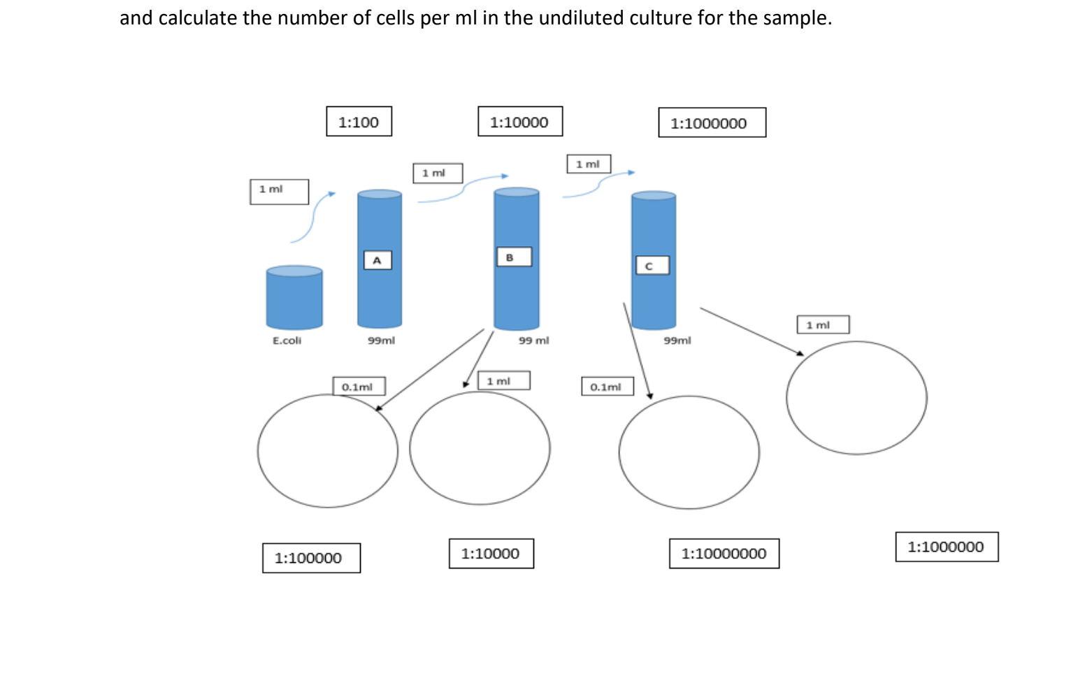 Solved Enumeration of Bacteria Results: zs sect'll Spread | Chegg.com