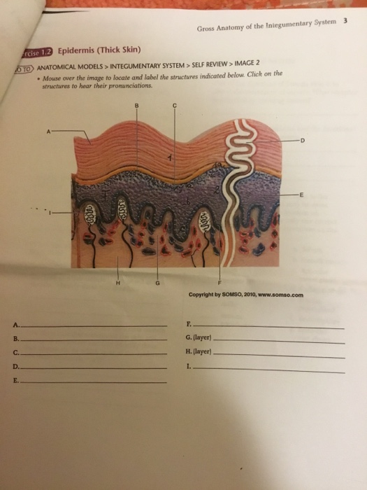 Solved Chapter 1 The Integumentary System GROSS ANATOMY OF | Chegg.com