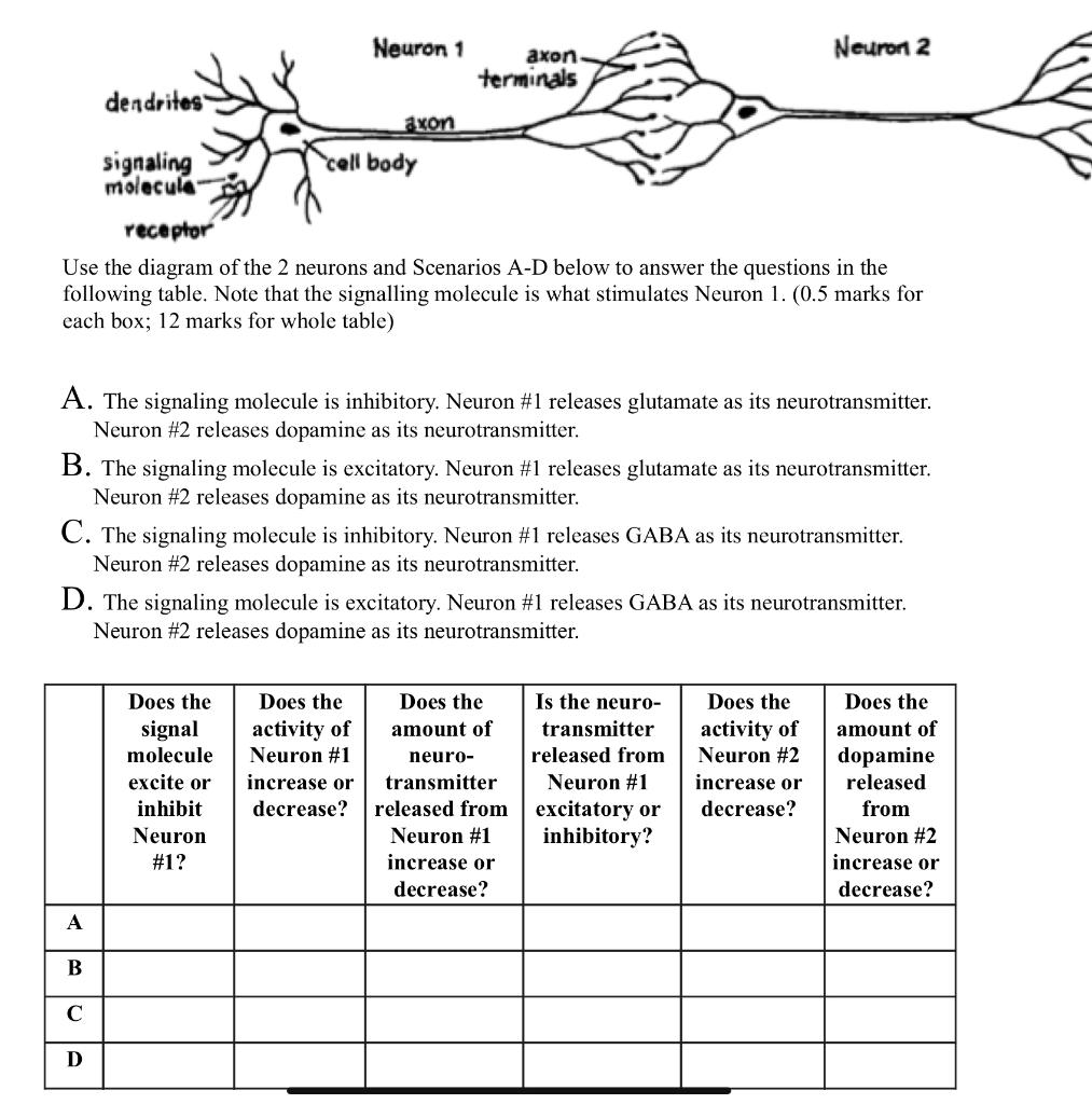 Solved Use the diagram of the 2 neurons and Scenarios A-D | Chegg.com