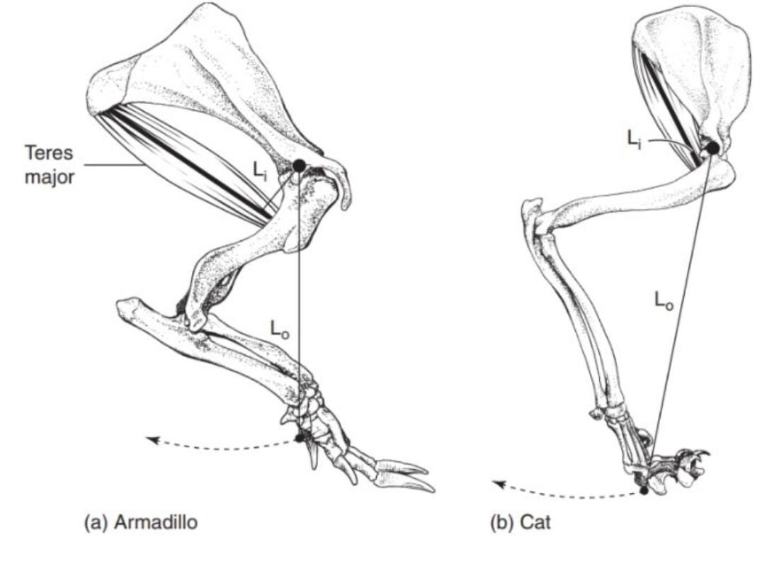 1. Teres in the armadillo has the mechanical | Chegg.com
