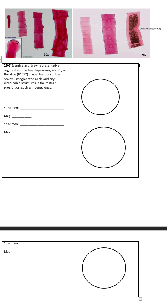 Examine and draw representative segments of the beef | Chegg.com