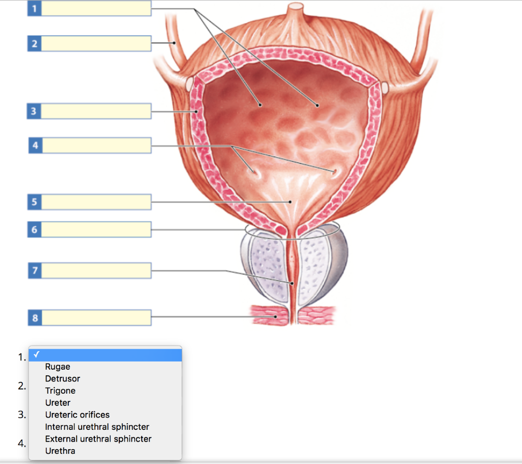 Solved 2 5 6 8 Detrusor Trigone Ureter 2. 3. Ureteric | Chegg.com